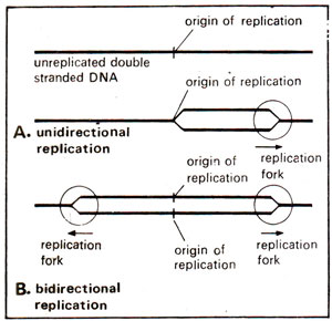 Bidirectional Replication Fork